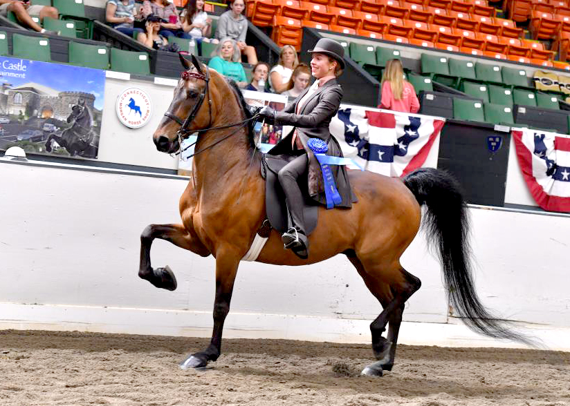 Connecticut Morgan Open Horse Show - Howard Schatzberg Horse Show ...
